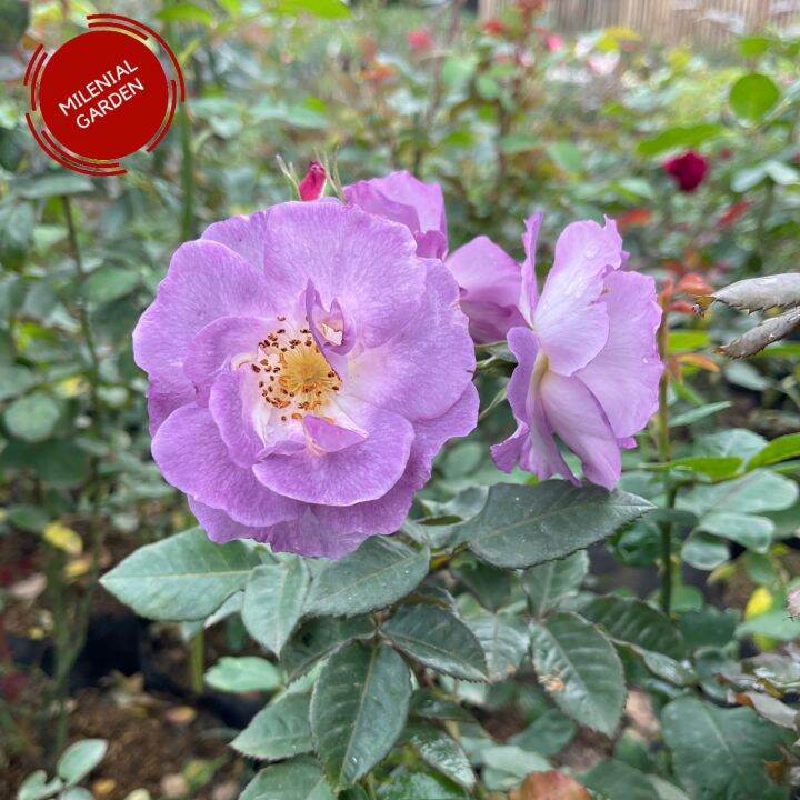 Mawar import blue for you tanaman hias oudoor dan indoor | Lazada Indonesia