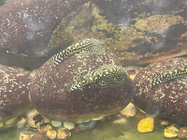 【Fresh Aqua】Hillstream Loach - Sewellia Lineolata | Lazada