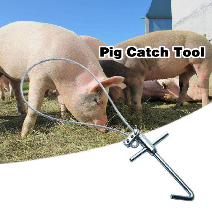 Stainless Steel Pig Catch Tool Pig Rope Pig Holder Hog Catcher ...