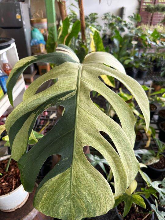 Monstera Mint งานสวย มีหลอดใหม่แทงแล้ว กดด่วนๆจ้า ️ ️‍🩹 | Lazada.co.th