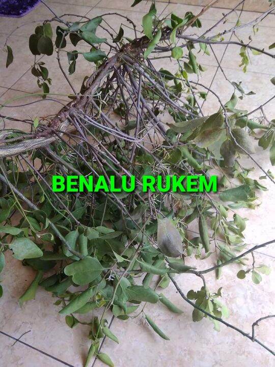 DAUN BENALU RUKEM KERING 1000 GRAM | Lazada Indonesia