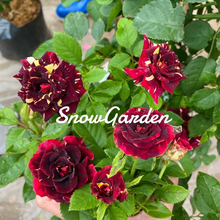 กุหลาบ 🌹 Wizard Rose วิซาร์ด (ส่งติดดอก) แบบถุง บางครั้ง ดอกลาย แดง ...