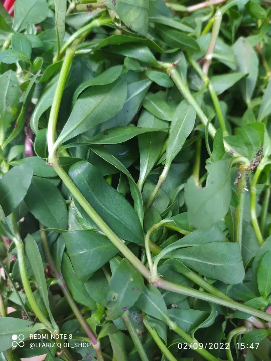 daun krokot / krema segar fresh 100gram | Lazada Indonesia