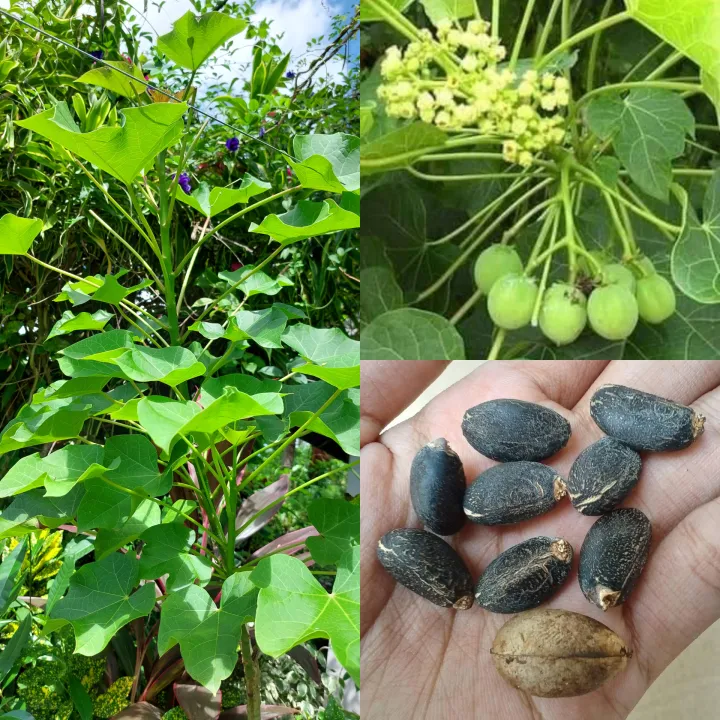 binhi pantanim tuba tuba 5 seeds outdoor garden plant | Lazada PH