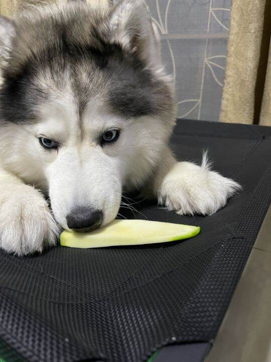 Vega gray by TATOTO Contact ของแท้100% มีอย.ไทย | Lazada.co.th