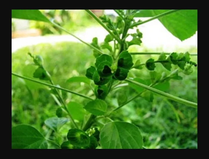 untuk tenaga batin, kuatkan badan , Acalypha Indica | Lazada
