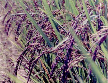 Benih padi Ketan Hitam premium kemasan 1kg | Lazada Indonesia