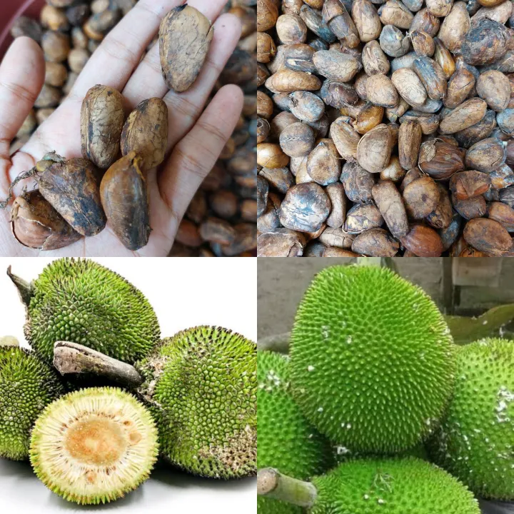 binhi pantanim 5 seeds Artocarpus camansi pakak vegetable plant | Lazada PH