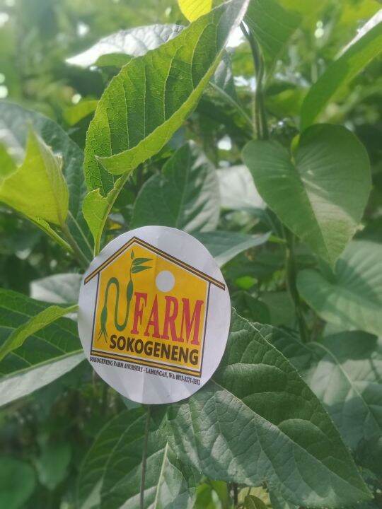 PROMO Daun Afrika segar organik asli per 500 gr atau setengah kilo ...