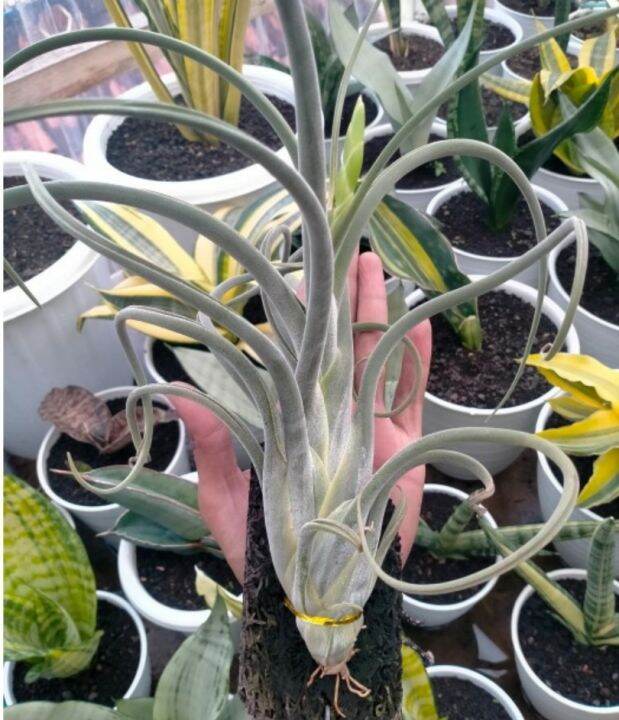 bunga viral tik tok tilandsia | Lazada Indonesia