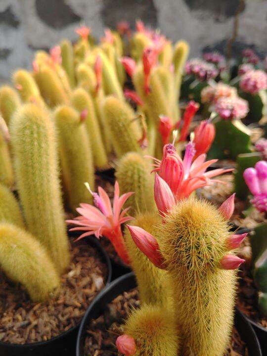 kaktus tupai kuning isi 3 | Lazada Indonesia