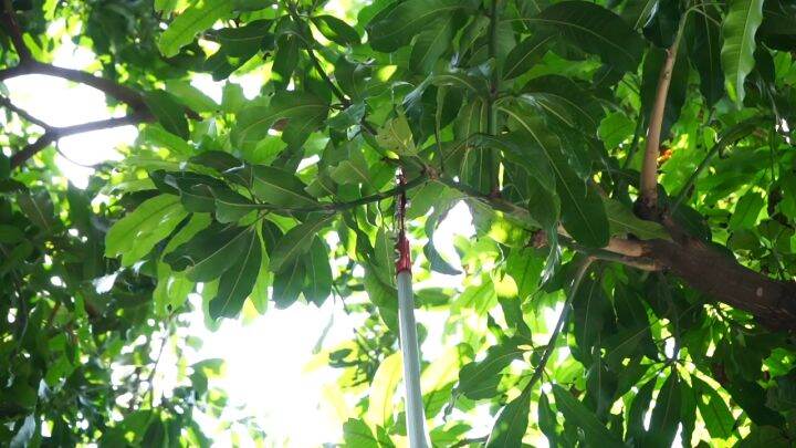 กรรไกรตัดกิ่ง ไม้สูง ไม้ด้ามยาว solo sk5 japan 3in1 กรรไกรแต่งกิ่ง กรรไกรตัดแต่งกิ่งไม้ ไฟฟ้า ...