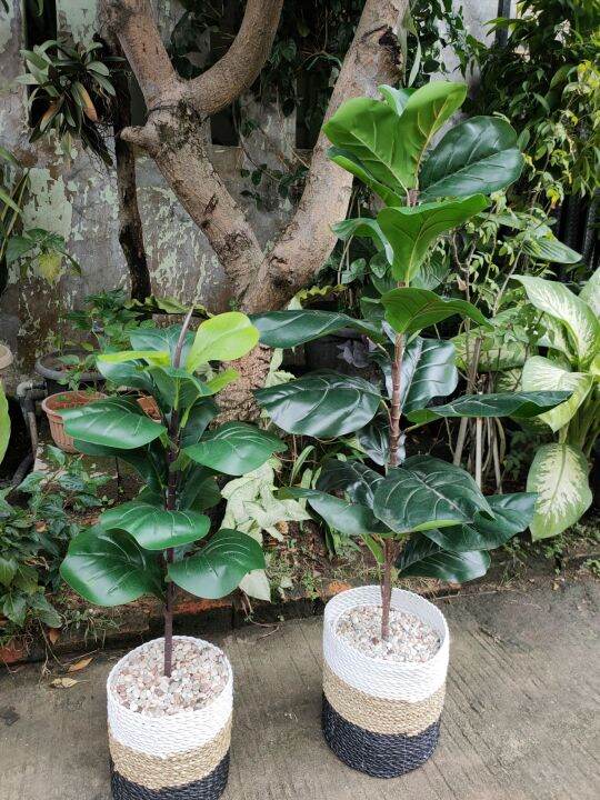 pohon ketapang artificial pot anyam rotan | Lazada Indonesia