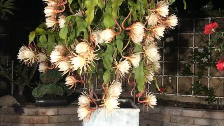 arwaka queen of the night cuttings | Lazada PH