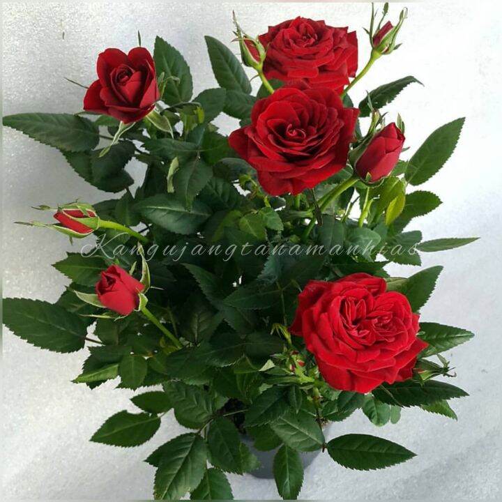 TANAMAN HIDUP BUNGA MAWAR SUPER GRADE A ( DIKIRIM DALAM KONDISI SUDAH ...