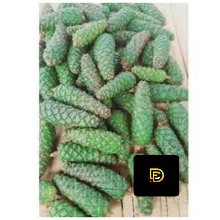 Buah pinus segar hijau segar 1 kg herbal alami | Lazada Indonesia