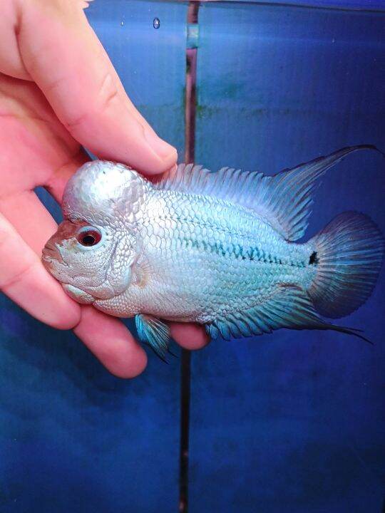 Flowerhorn thai thaisilk big kok male 4inch, pellet trained | Lazada