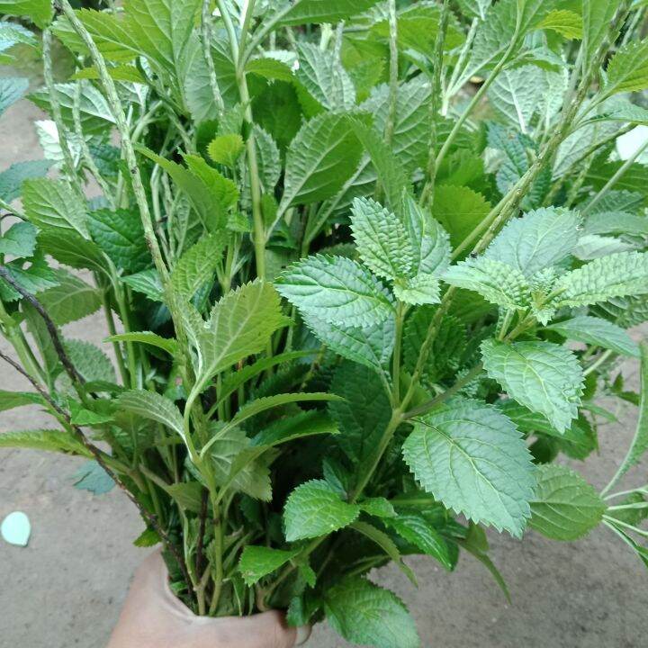 Daun pecut kuda/jarong 500 gram | Lazada Indonesia