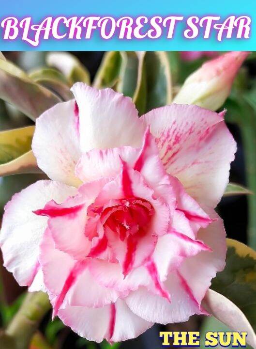 #Small#VARIEGATED LEAF *BATIK* Adenium *ID THE SUN* Pokok Kemboja 富贵花 ...
