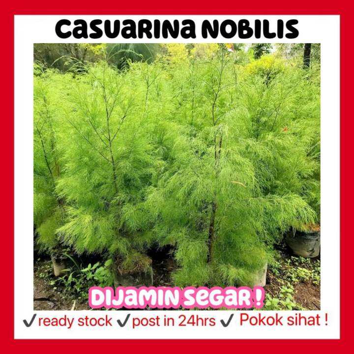 RINA • casuarina nobilis • pokok rhu sumantran ru tree landscape ...