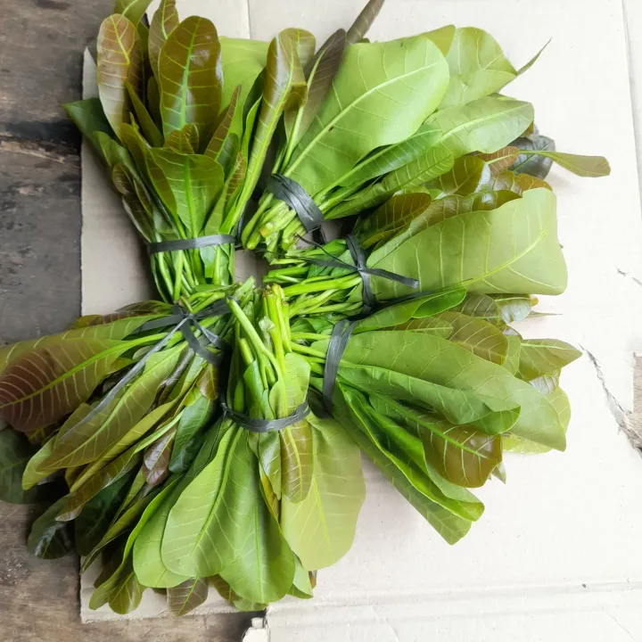 Daun jambu mede / Daun jambu mente / Daun lalapan / Daun herbal ...