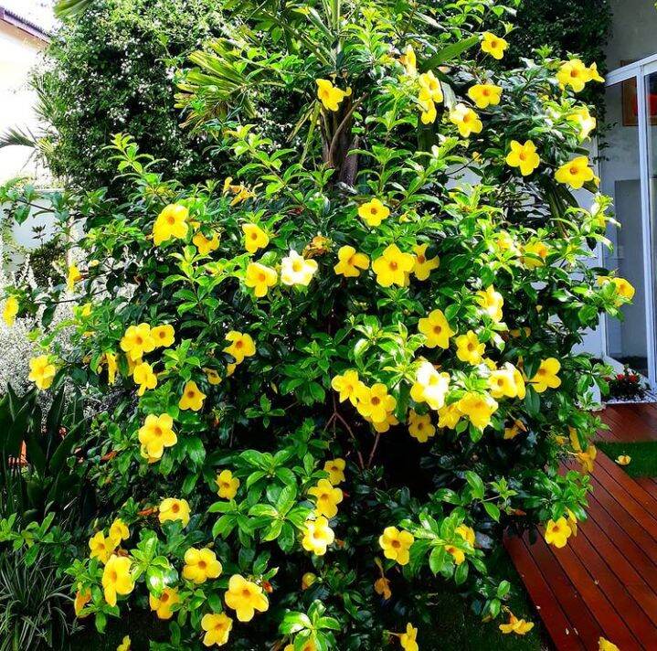 tanaman alamanda bunga kuning tanaman rambat | Lazada Indonesia