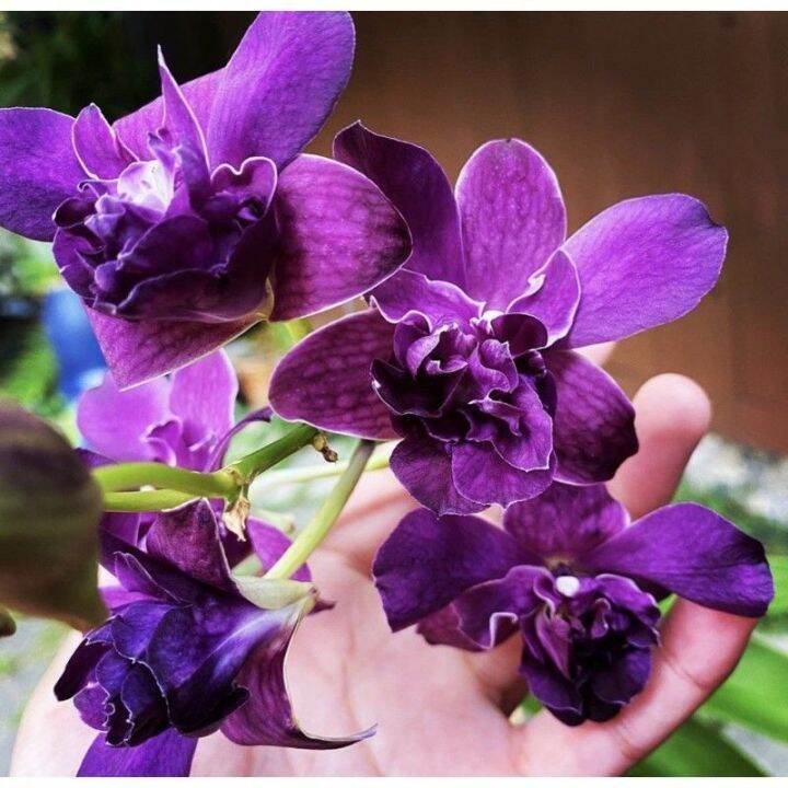 Seedling anggrek dendrobium bety rose purple-(tanaman hidup-bunga hidup ...