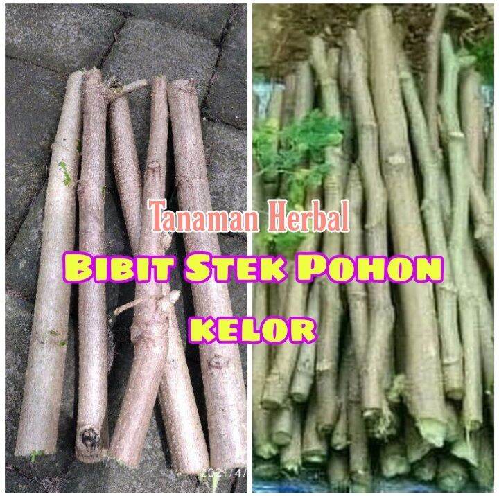 Pohon Kelor Bibit Stek Batang Pohon Kelor Tanaman Herbal | Lazada Indonesia