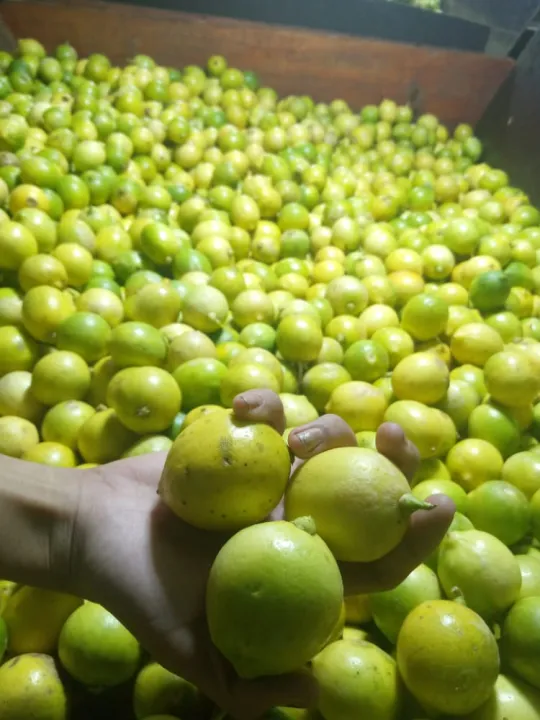 JERUK LEMON LOKAL 1KG | Lazada Indonesia