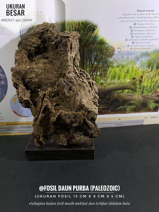 Fosil Daun Purba E5 atau Fosil Tumbuhan atau Fosil Tumpukan Daun ...