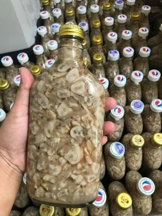 TALABA SISI | Lazada PH