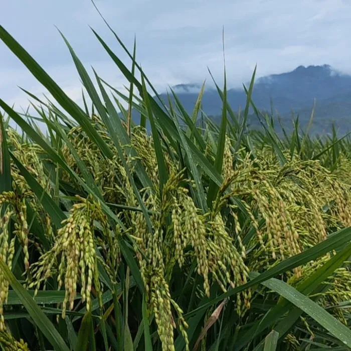 BURUANNN !!! 1 KG BENIH PADI KETAN PUTIH GRENDEL SUPER | Lazada Indonesia