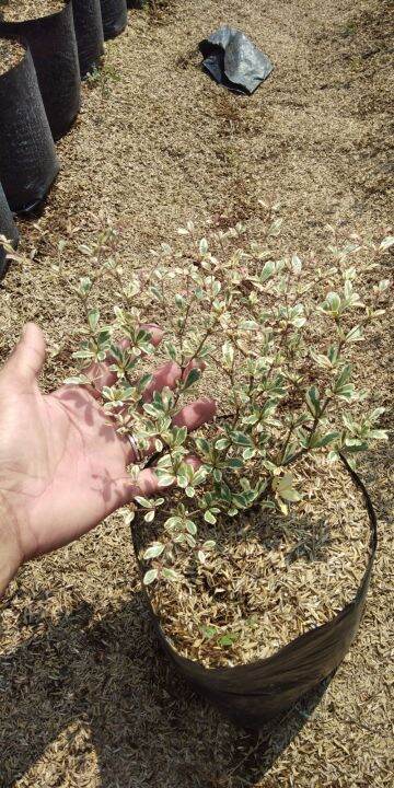 variegated african talisay live plant. actual pic napo yan. stablish ...