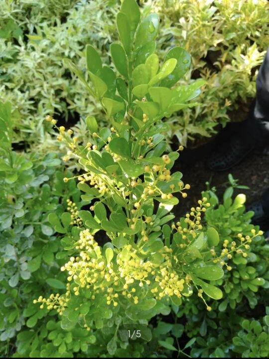 CINAMOMO PLANT (AGLAIA ODORATA) | Lazada PH