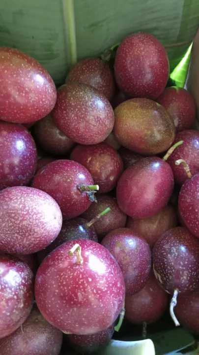 buah markisa ungu 2kg | Lazada Indonesia