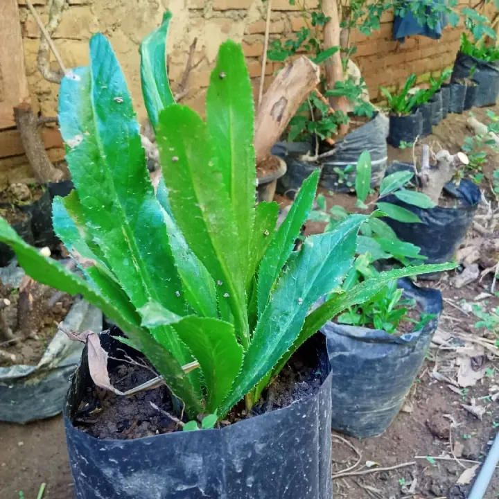 daun walang sangit segar/5pohon | Lazada Indonesia