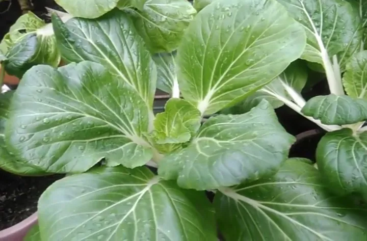 Pechay Seeds (200+ pieces) | Lazada PH