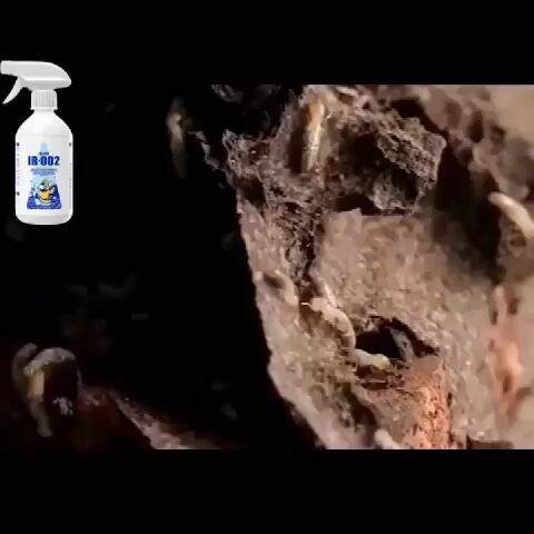 【Imported from Australia】termites killer spray anay killer spray ...