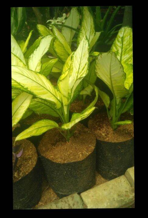 pohon aglonema kuning, Meranti kuning | Lazada Indonesia