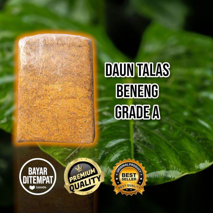 Daun Talas Beneng Kering Grade A 1Kg | Lazada Indonesia