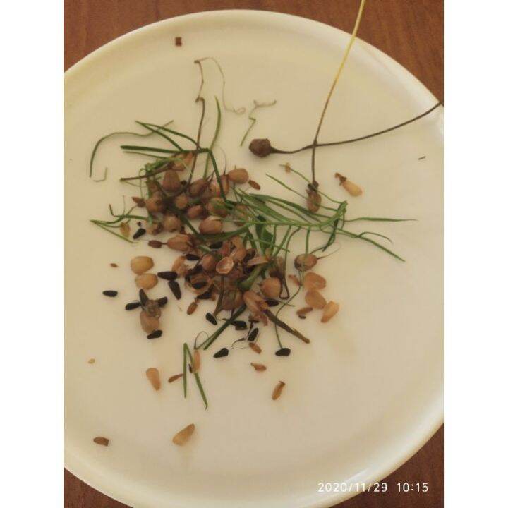 Biji rincik bumi ,songgo langit,glory star | Lazada Indonesia