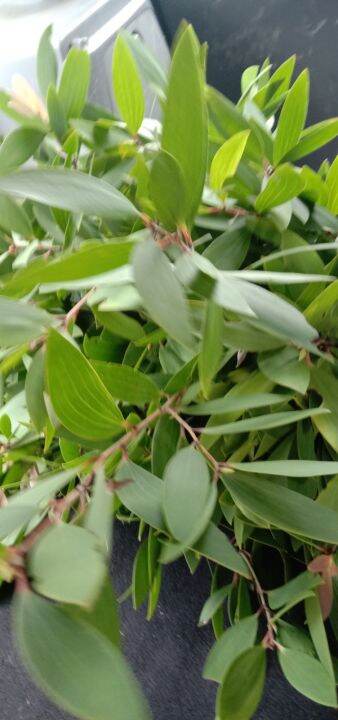 Daun kayu putih | Lazada