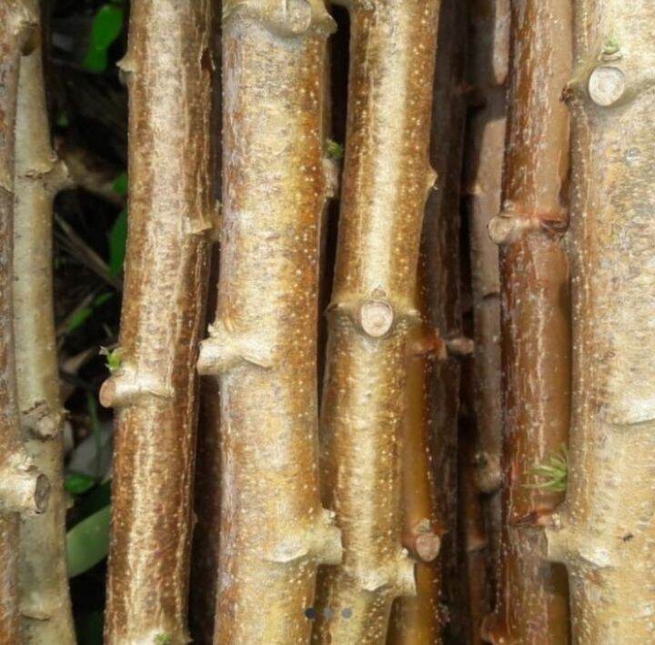 Stek Pohon Singkong Sayur Panjang 30 Cm 5 Pcs | Lazada Indonesia