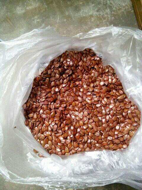 Ipil ipil seeds for planting(70seeds per pack) | Lazada PH