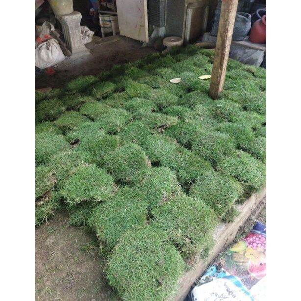 rumput Jepang hidup 1 meter x 1 meter | Lazada Indonesia