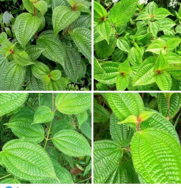 daun senduduk daun senggai herbal/500 gram | Lazada Indonesia