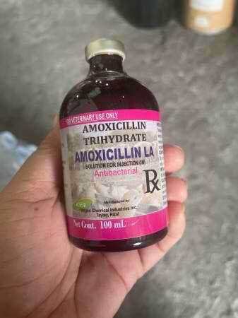 AMOX LA 100ML FOR ANIMALS | Lazada PH