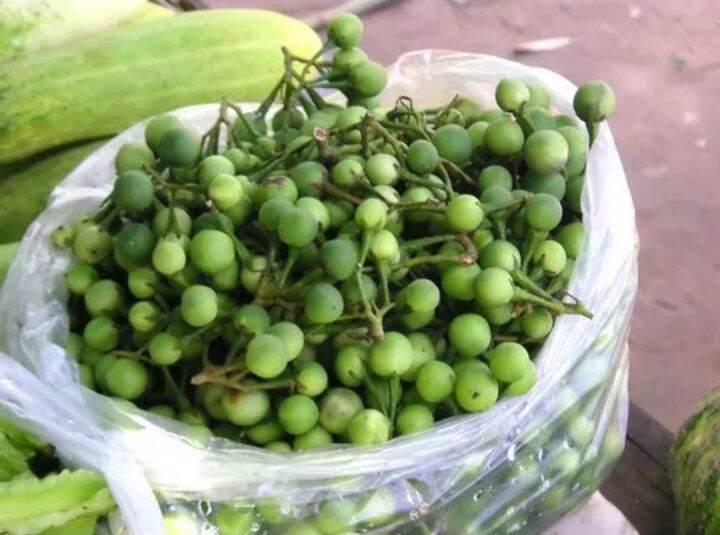 Buah tekokak/ buah cepokak segar 1kg | Lazada Indonesia