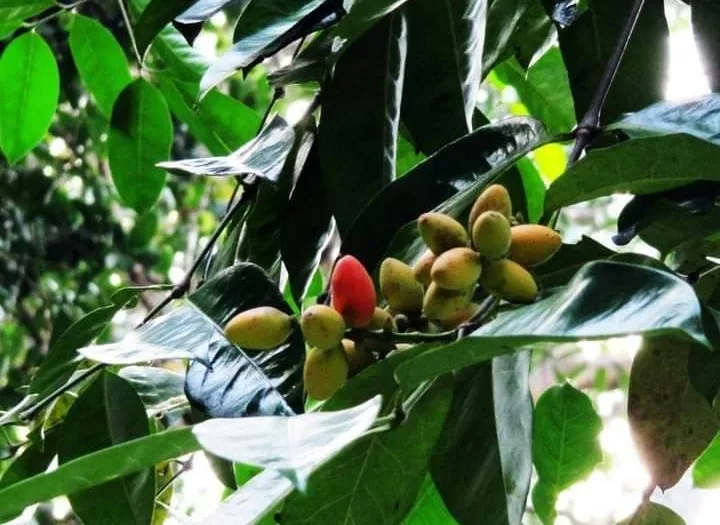 daun pokok sabung, pokok belinjau, pokok melinjau, pokok salam | Lazada