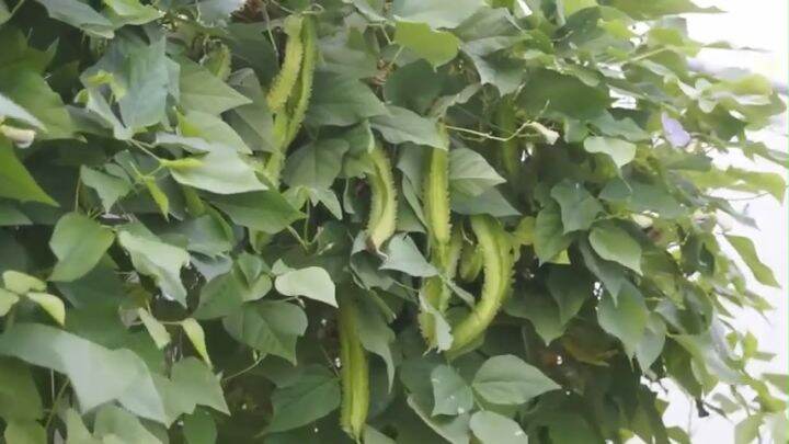 VALUE PACK (5 SEEDS) -SIGARILYAS SEEDS/HIGH YIELD/EASY TO GROW (Winged ...